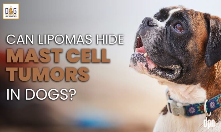 Can Lipomas Hide Mast Cell Tumors in Dogs? Q&A | Dr. Brooke Britton ...